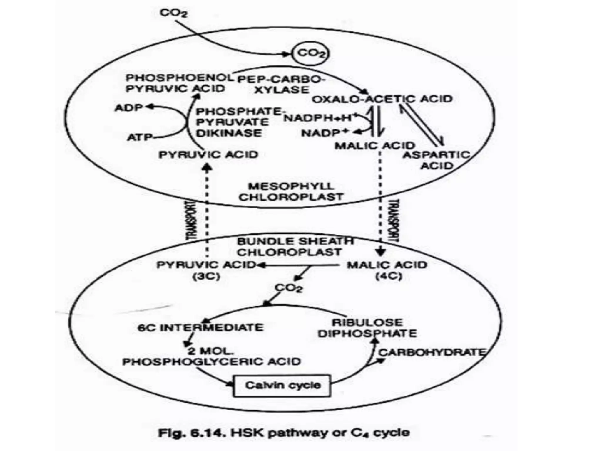C4 path way & cam cycle | PPTX
