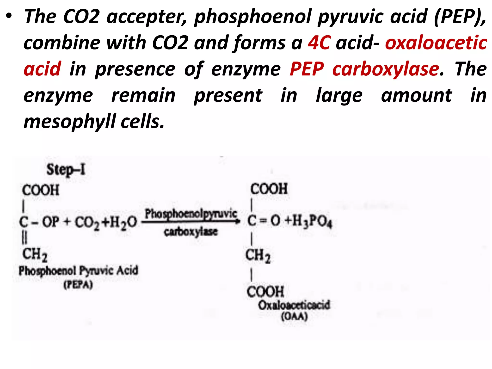C4 path way & cam cycle | PPTX
