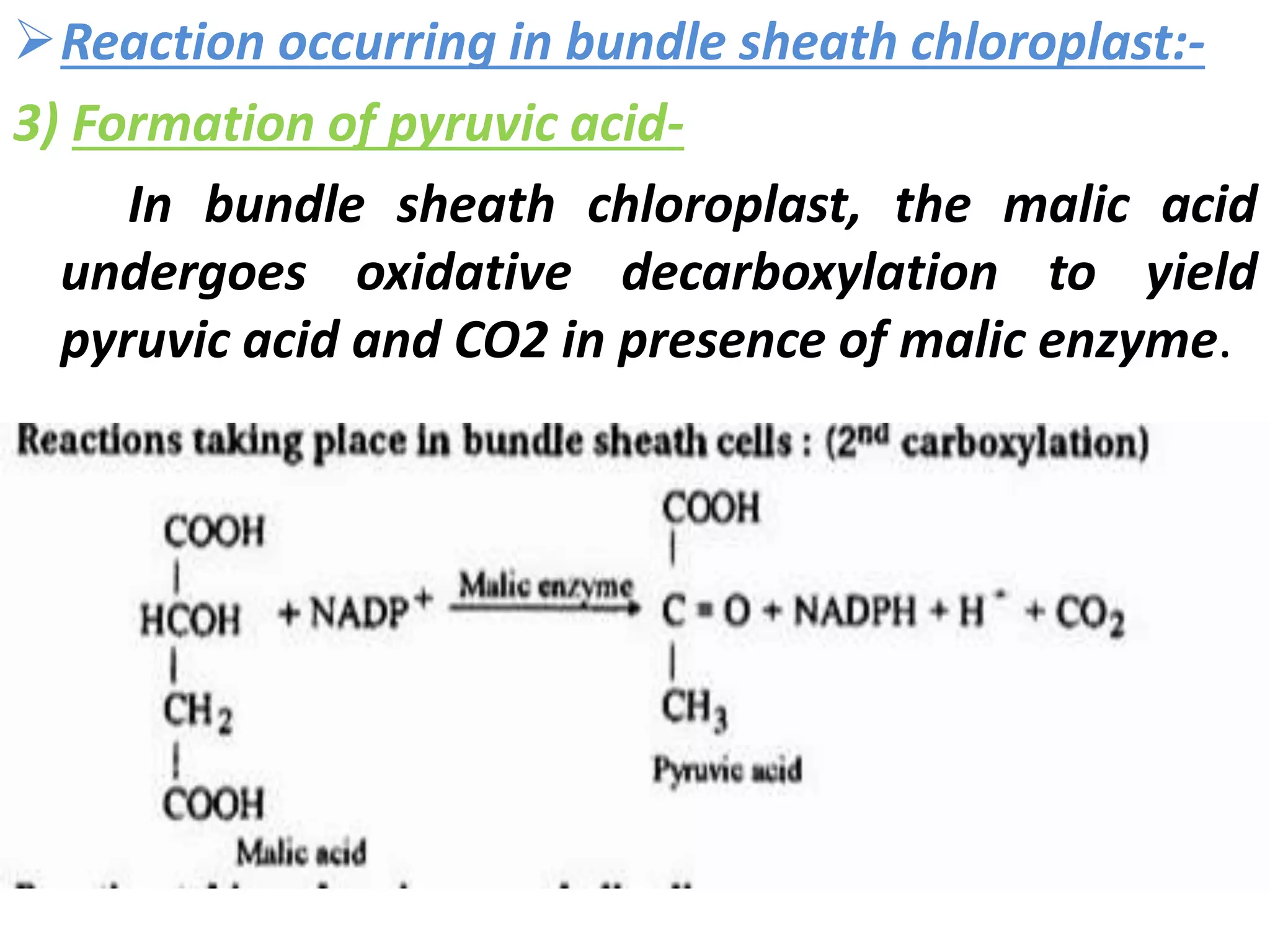 C4 path way & cam cycle | PPTX