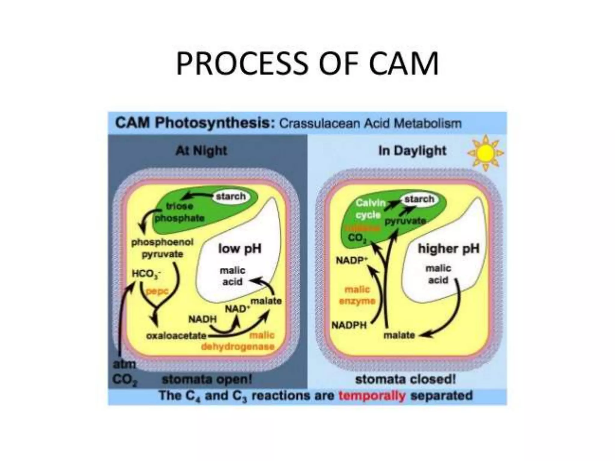 C4 path way & cam cycle | PPTX