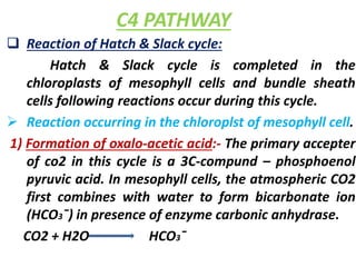 C4 path way & cam cycle | PPTX