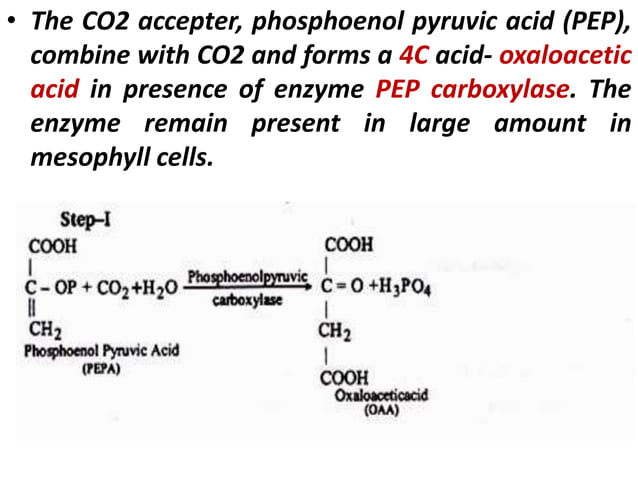 C4 path way & cam cycle | PPTX