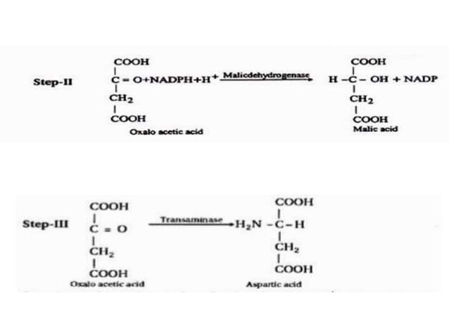 C4 path way & cam cycle | PPTX
