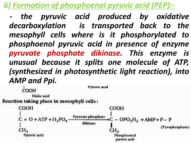 C4 path way & cam cycle | PPTX