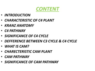 C4 path way & cam cycle | PPTX