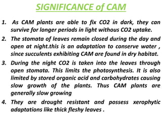 C4 path way & cam cycle | PPTX