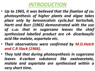 C4 path way & cam cycle | PPTX