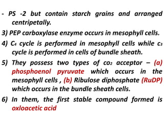 C4 path way & cam cycle | PPTX