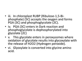 C4 pathway, cam photorespiration | PPTX