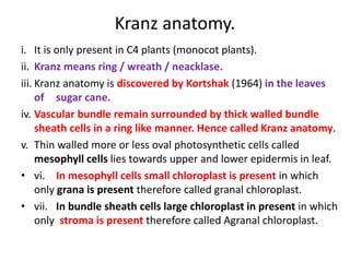 C4 pathway, cam photorespiration | PPTX