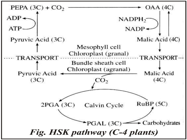 C4 pathway, cam photorespiration | PPTX | Biological Sciences | Science