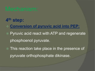 C4 photosynthesis | PPTX