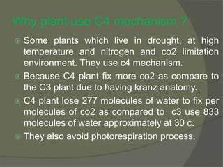 C4 photosynthesis | PPTX