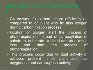 C4 photosynthesis | PPTX