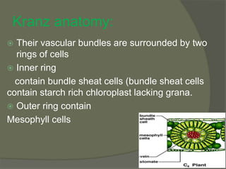 C4 photosynthesis | PPTX