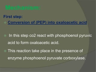 C4 photosynthesis | PPTX