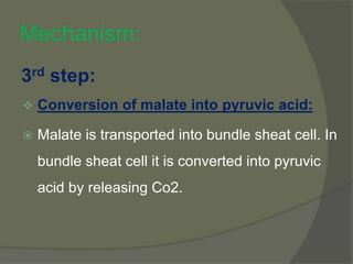 C4 photosynthesis | PPTX