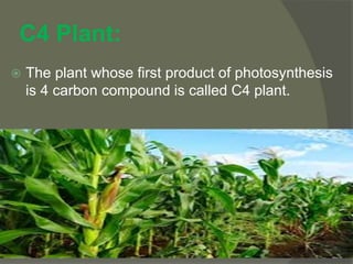 C4 Plant
