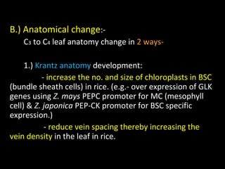 C4 rice my first presentation | PPT