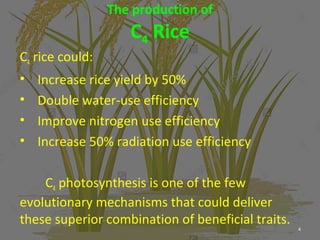 C4 rice my first presentation | PPT