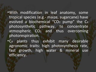 C4 rice my first presentation | PPT