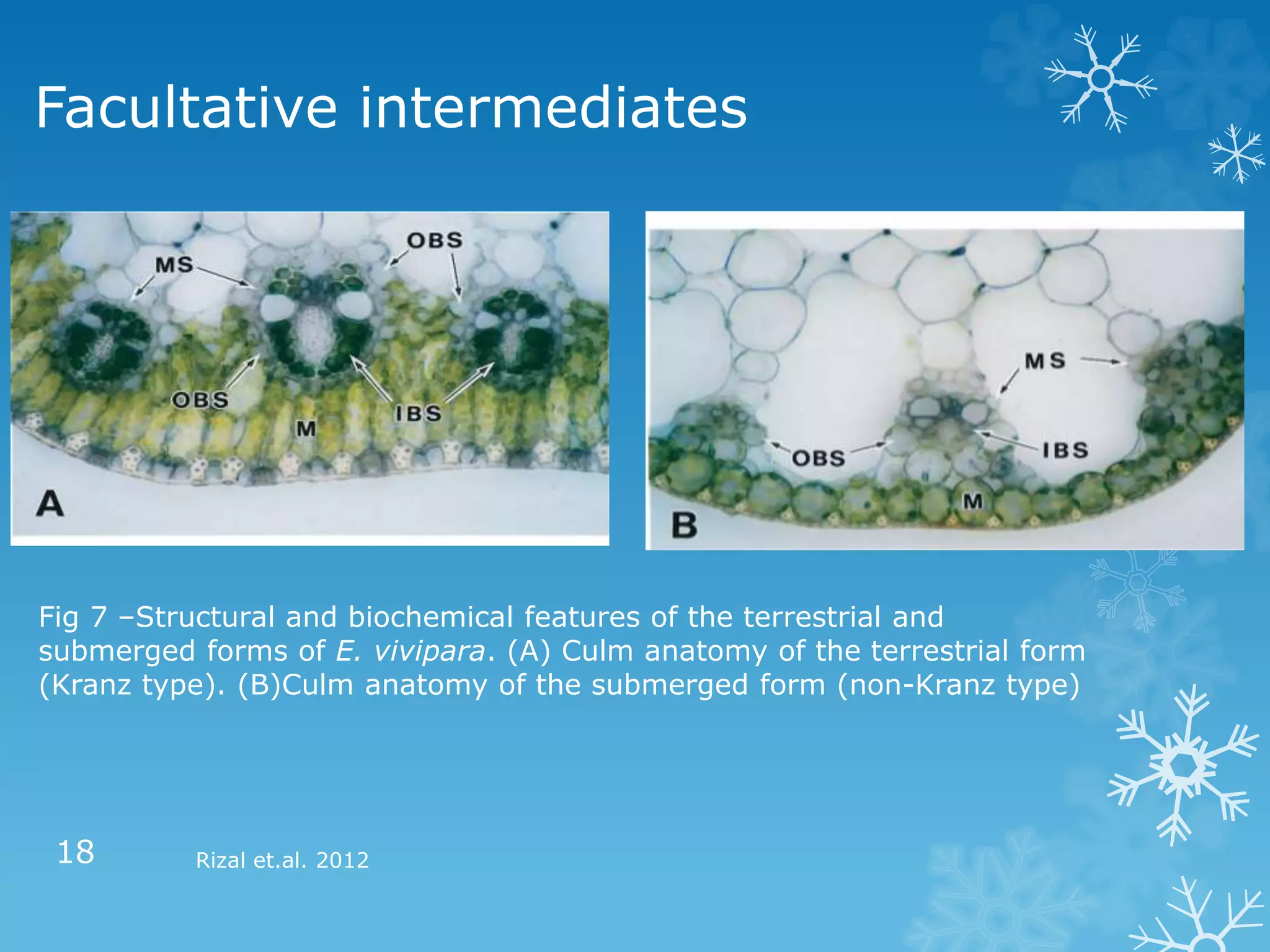C4 rice - Tweaking Rice Physiology for Second green revolution | PPTX