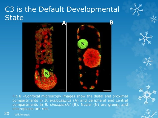 C4 rice - Tweaking Rice Physiology for Second green revolution | PPTX ...