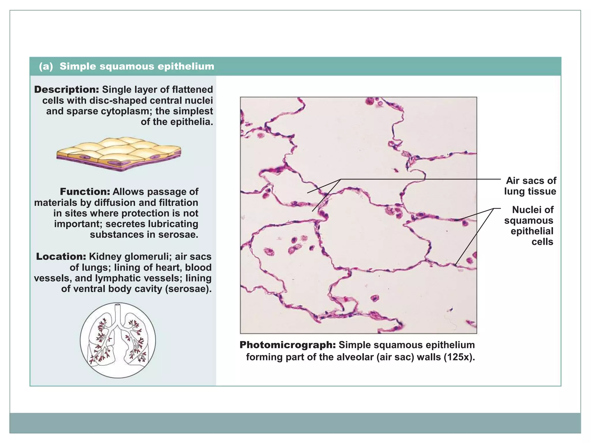 2. epithelial-t[1] | PPTX