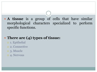 2. epithelial-t[1] | PPTX