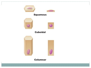 2. epithelial-t[1] | PPTX
