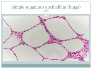 Simple Squamous Epithelial Tissue Lung