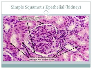 Simple Cuboidal Epithelium Kidney