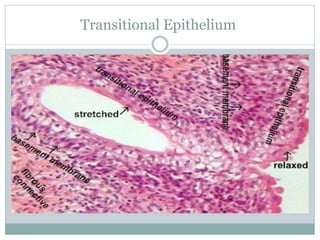 Transitional Epithelium Slide Labeled