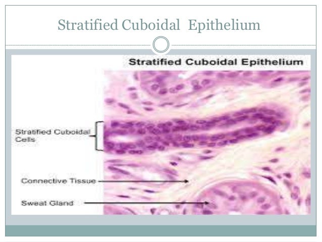 Stratified Cuboidal Epithelium Labeled