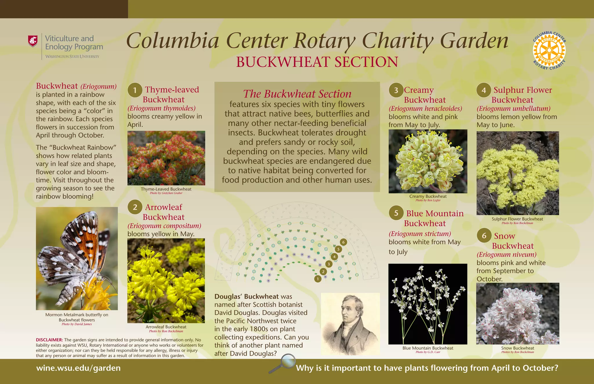 Buckwheat | PDF