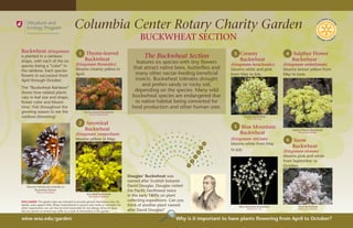 Buckwheat | PDF