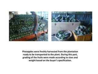 pineapple processing | PPT