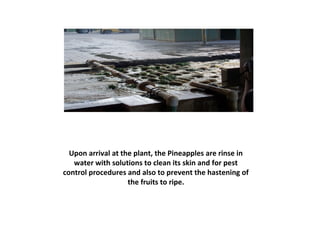 pineapple processing | PPT