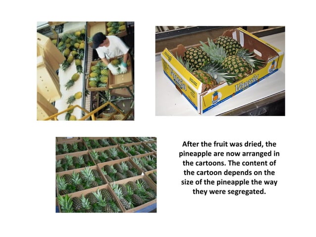 pineapple processing | PPT