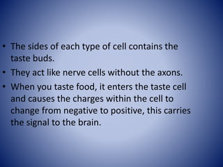 Understanding Taste Dysfunction in Patients with Cancer | PPTX