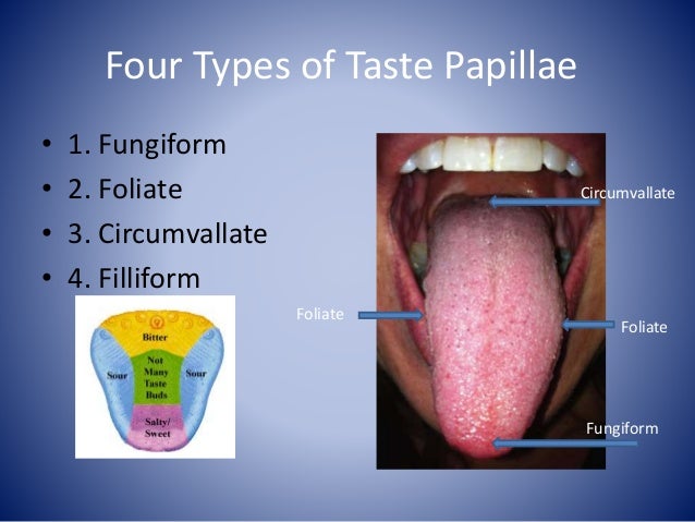 Understanding Taste Dysfunction in Patients with Cancer