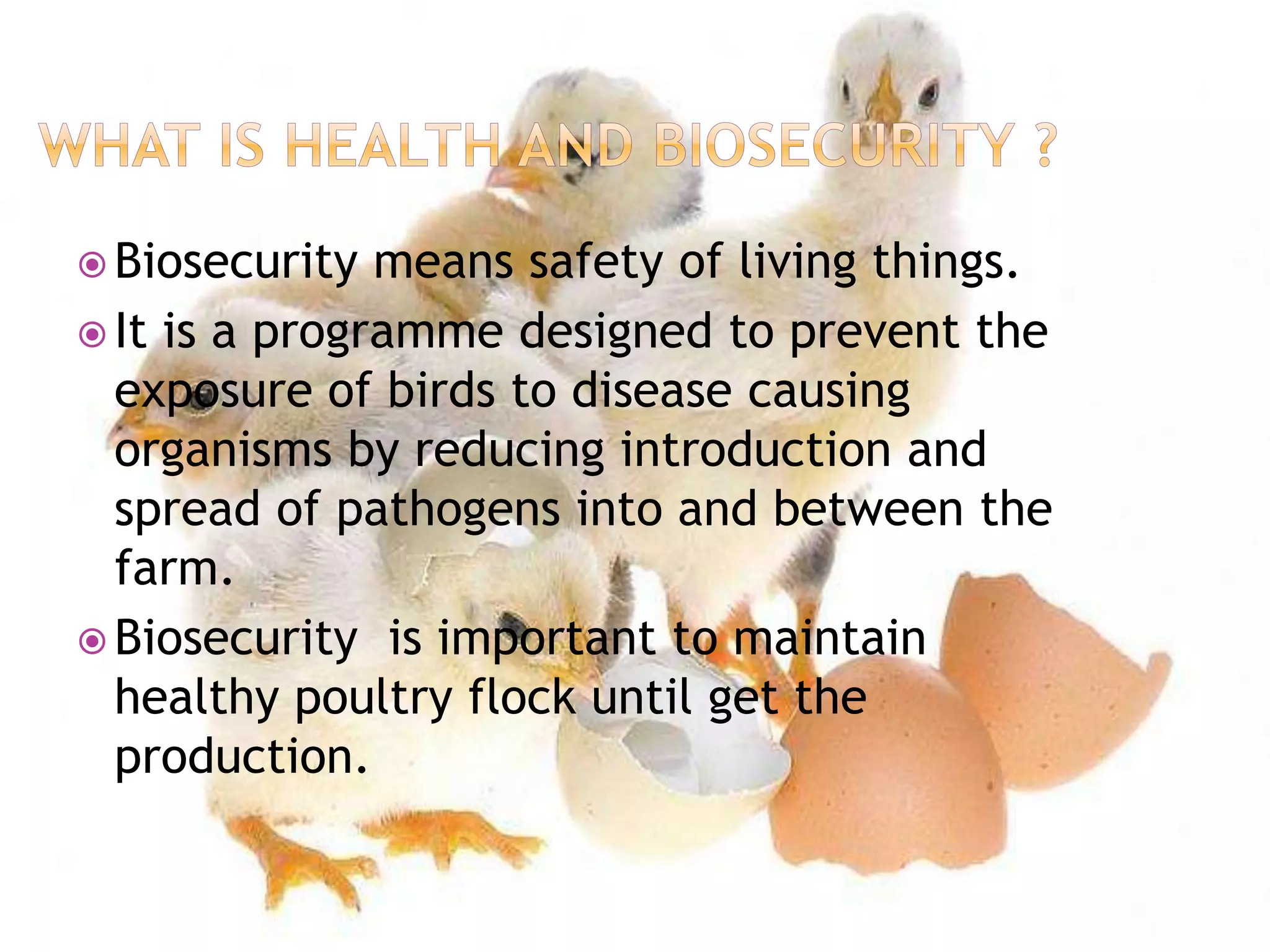 Health and biosecurity of broiler industry | PPTX