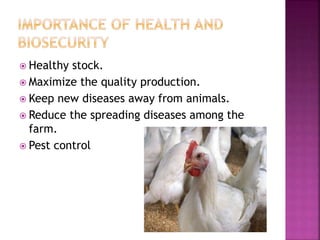 Health and biosecurity of broiler industry | PPTX