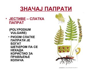 C5 Papratnice | PPT
