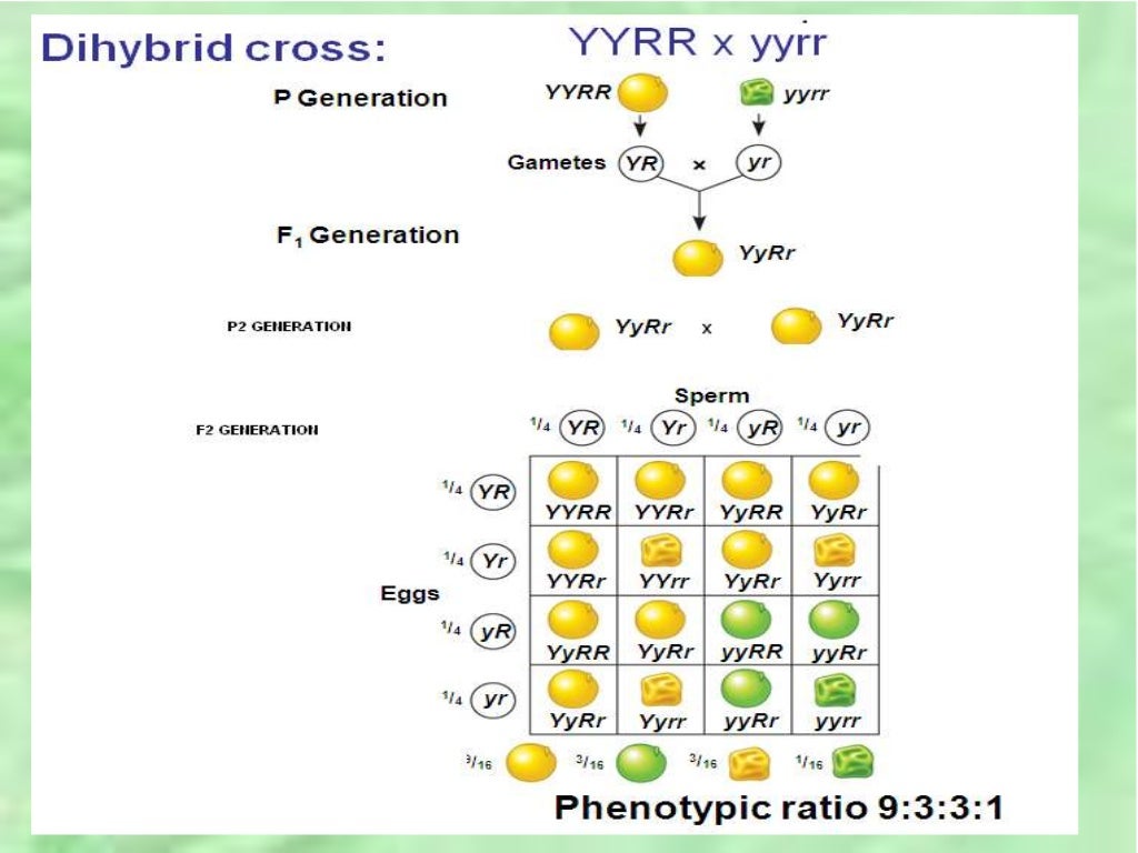 GENETICS AND INHERITENCE