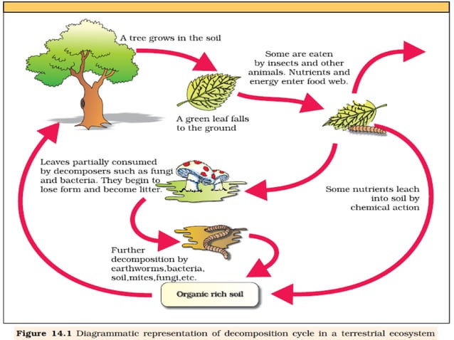 organic matter decomposition | PDF