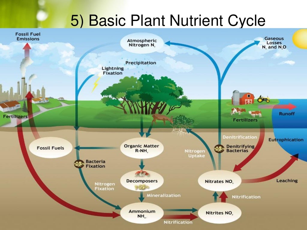 organic matter decomposition