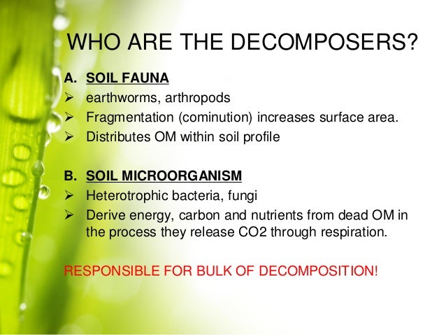 organic matter decomposition