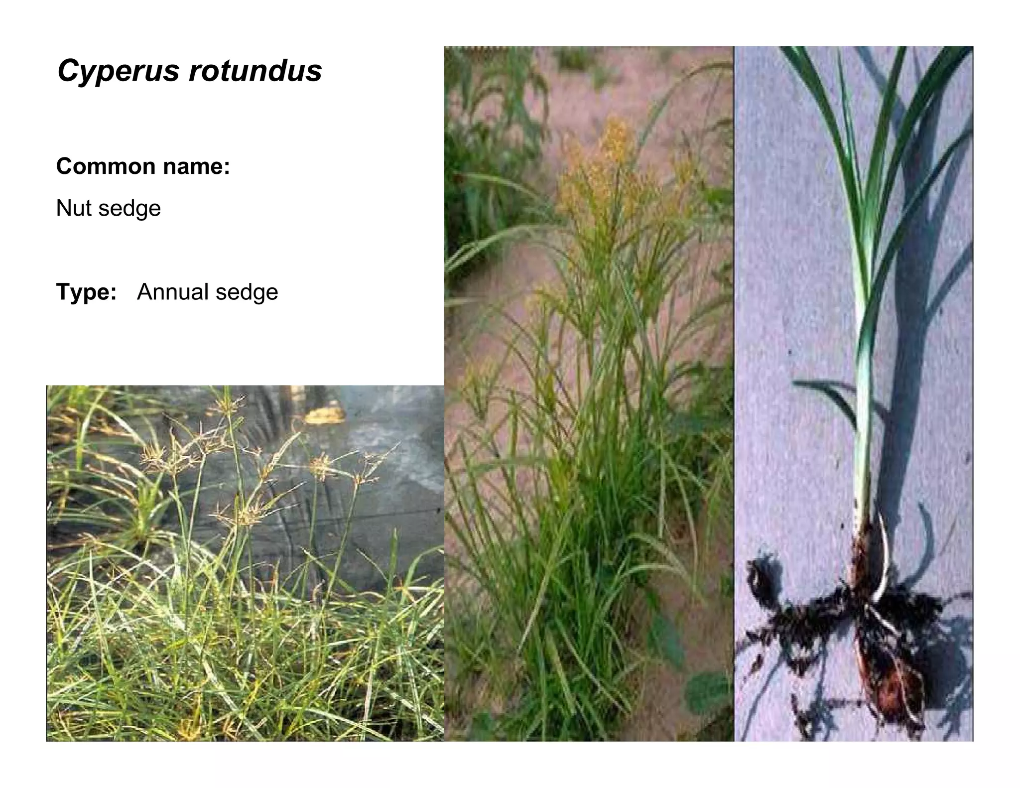 Weeds in lowland Rice Fields | PDF