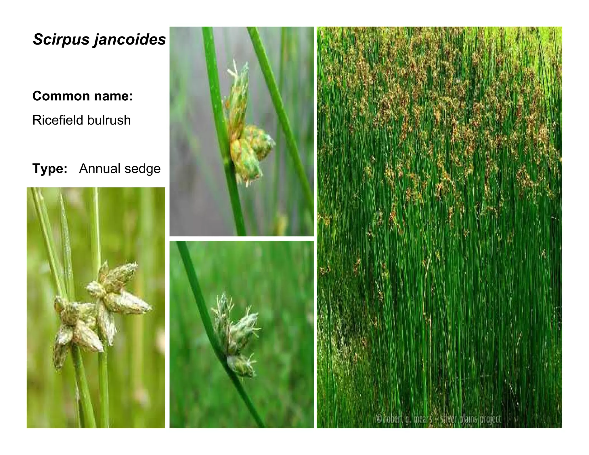 Weeds in lowland Rice Fields | PDF